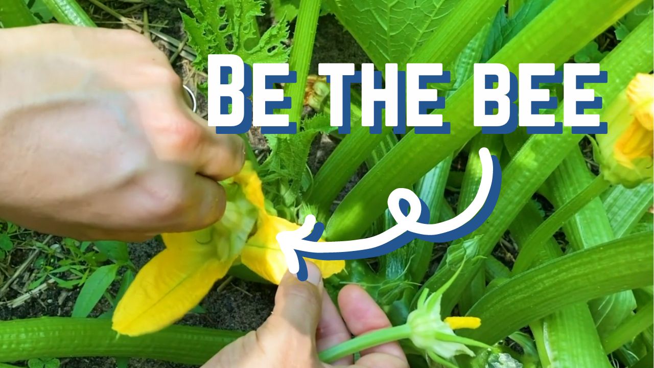 Pollination & Varietal Purity – Videos – Mother Earth News